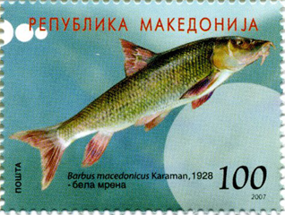 Flora - Fauna on stamps: Endangered Fishes of Macedonia